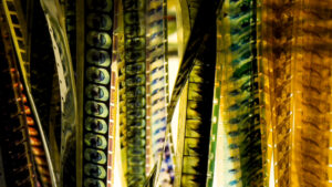 SuperEverything* – THE LIGHT SURGEONS